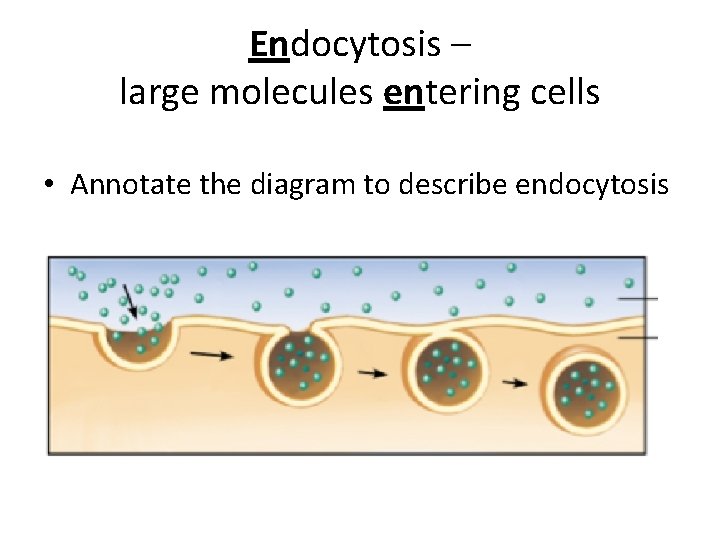 Tour of the eukaryotic cell 1 4 Membrane