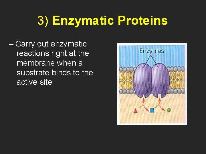 The Plasma Membrane IB Biology HL E Mc