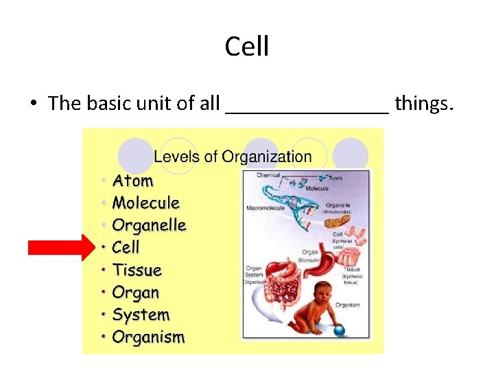 Unit 2 Vocabulary Cell The basic unit of