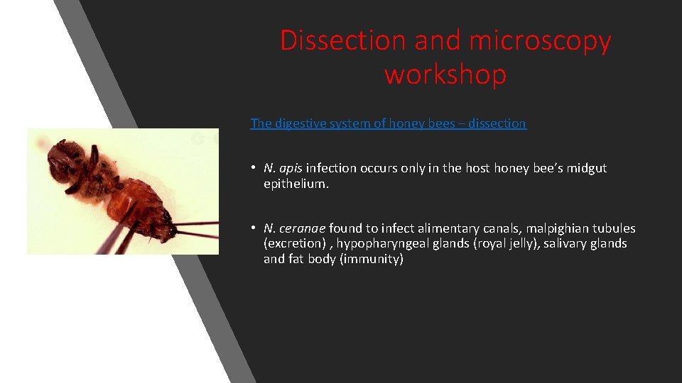 The Royal Society Investigating The Parasite Burden Of