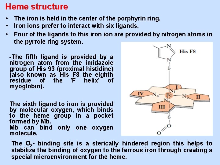 Heme structure The iron is held in the
