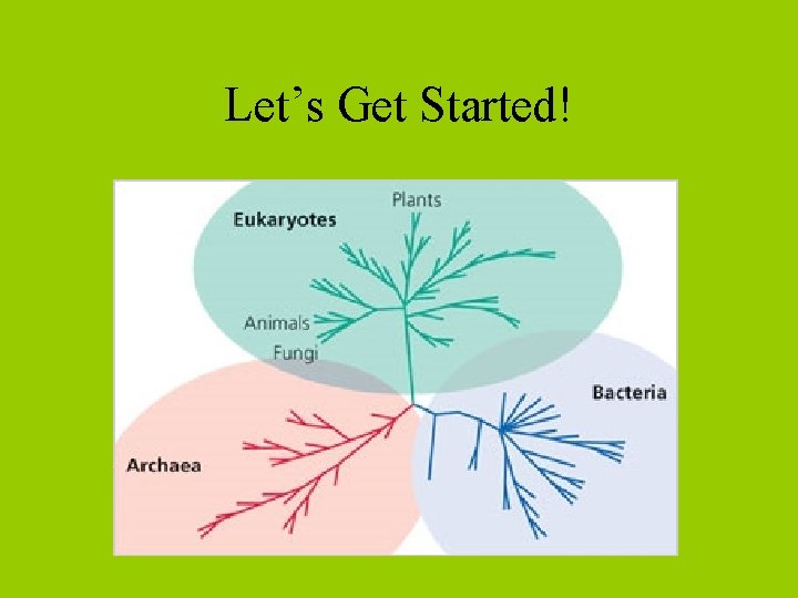 Classification of Organisms Credit Nancy Dow Jill Hansen