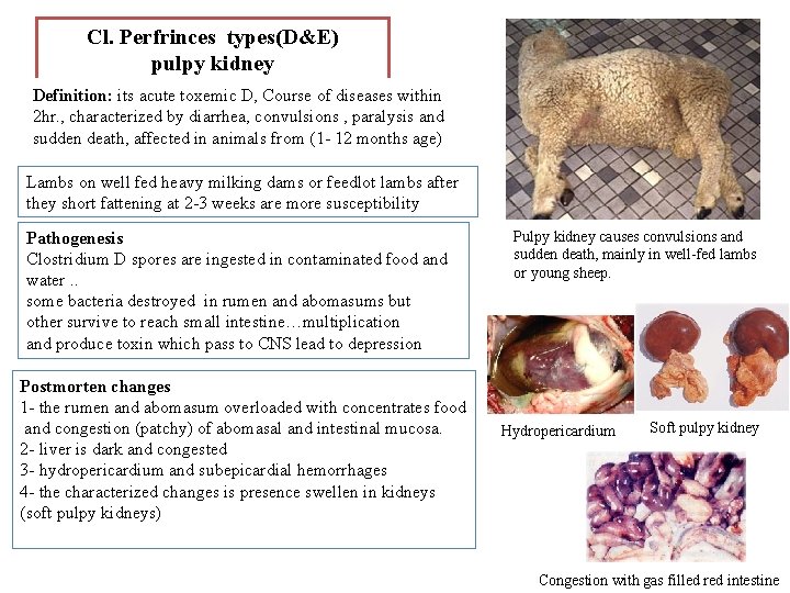 Bacterial Diseases by Dr Mouchira Mohamed Mohi Eldin
