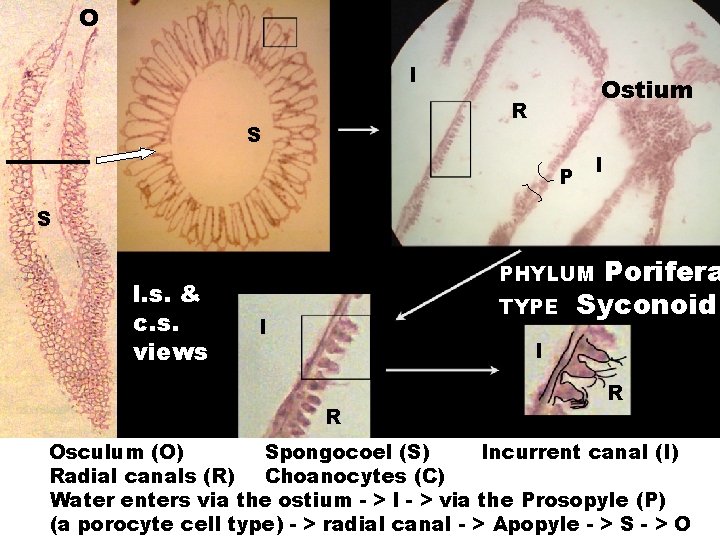 PHYLUM PORIFERA CELLULAR level of body organization Middle