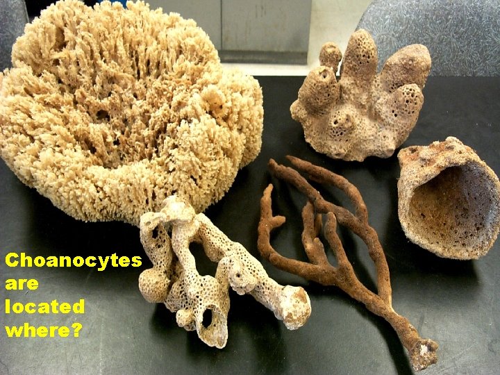 PHYLUM PORIFERA CELLULAR level of body organization Middle
