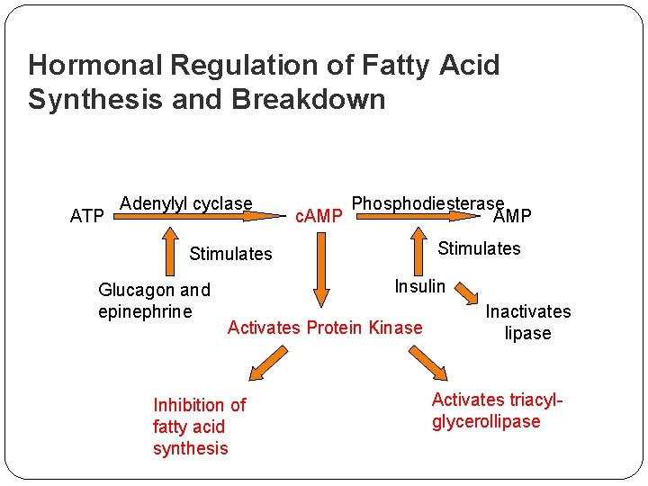 Ketogenesis Formation of Ketone Bodies Definition It is