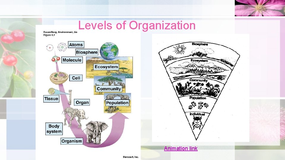 Levels of Organization in Biology Levels of Organization
