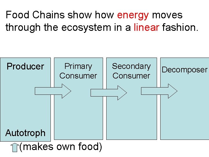 Food Chains show energy moves through the ecosystem