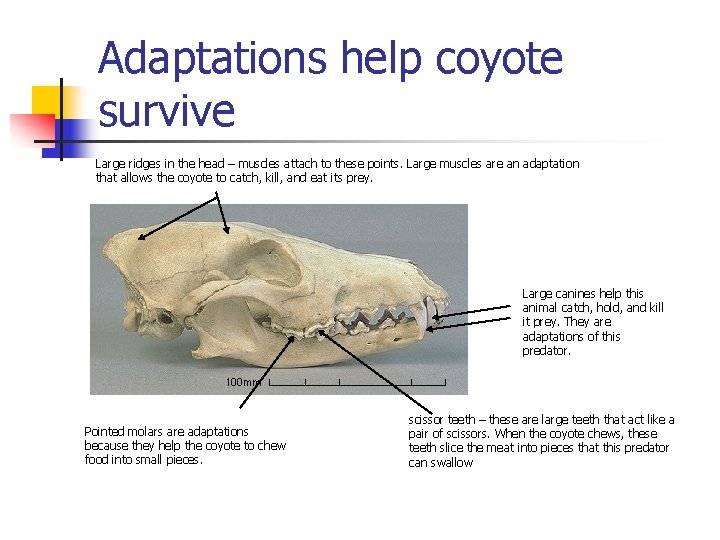 Science 913 Adaptations Adaptation n n An adaptation