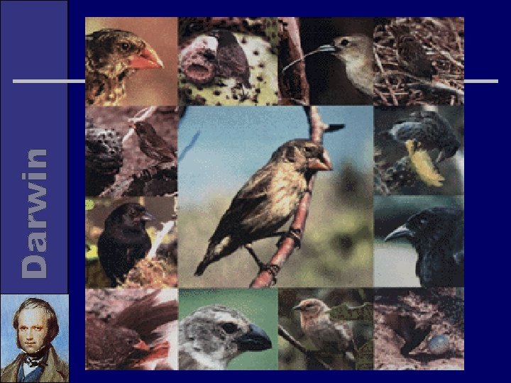 Charles Darwin Lifeline Born 1809 n Study Edinburgh