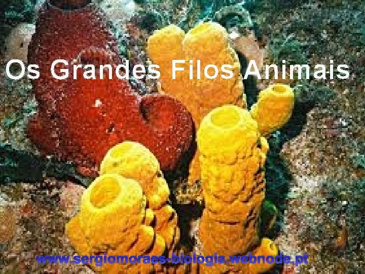 Os Grandes Filos Animais www sergiomoraesbiologia webnode pt