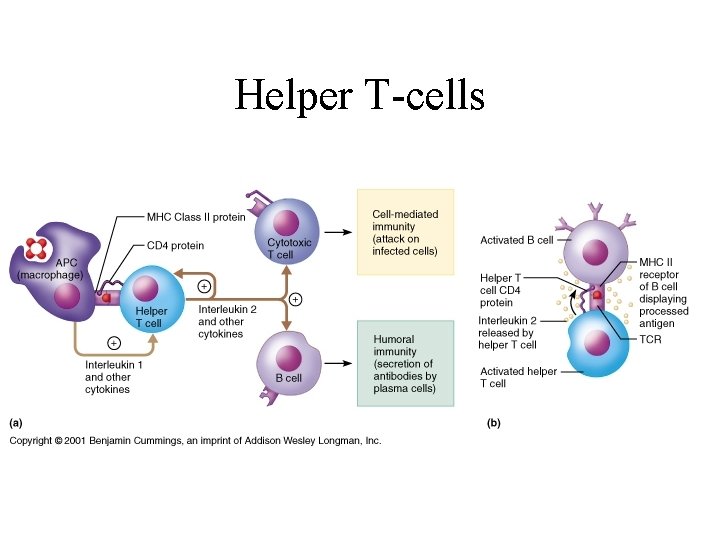 Immunity Anatomy Physiology Tony Serino Ph D Biology