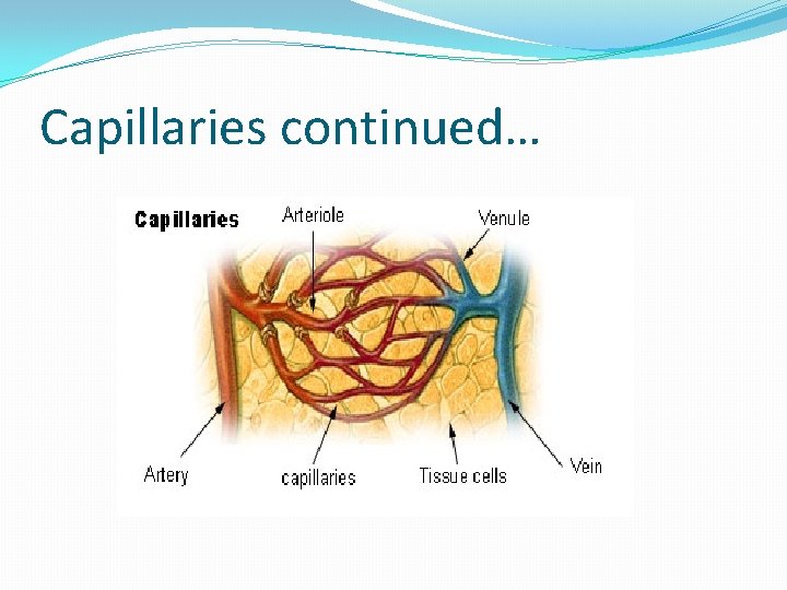 Structure and function of arteries veins and capillaries