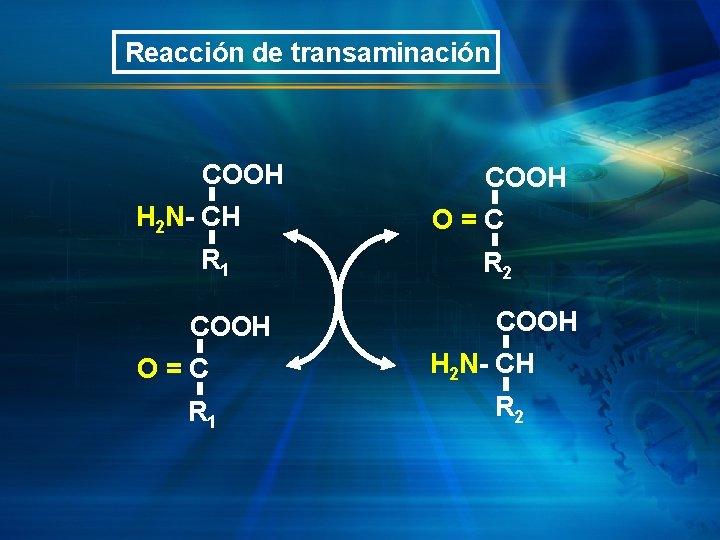 METABOLISMO Y NUTRICIN Conferencia METABOLISMO DE LOS AMINOCIDOS