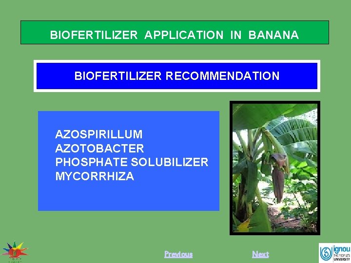 BIOFERTILIZER APPLICATION IN BANANA INTRODUCTION The recommended ...