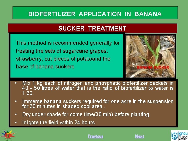 BIOFERTILIZER APPLICATION IN BANANA INTRODUCTION The recommended ...