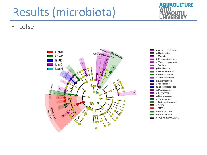 Insights of autochthonous probiotic modulation in Pirarucu Arapaima