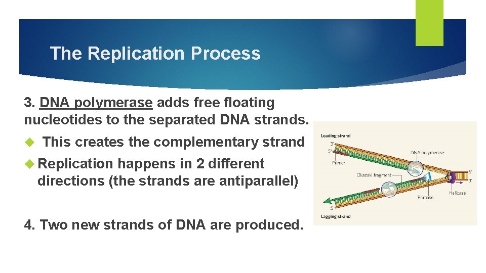 Unit 3 Genetics Part 1 Genetic Information BOOK