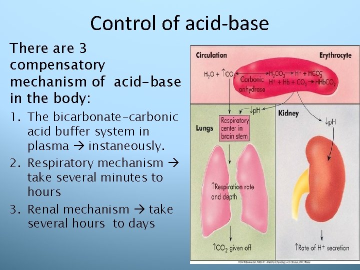 Metabolic and Respiratoric Disturbance of AcidBase Balance Acidbase