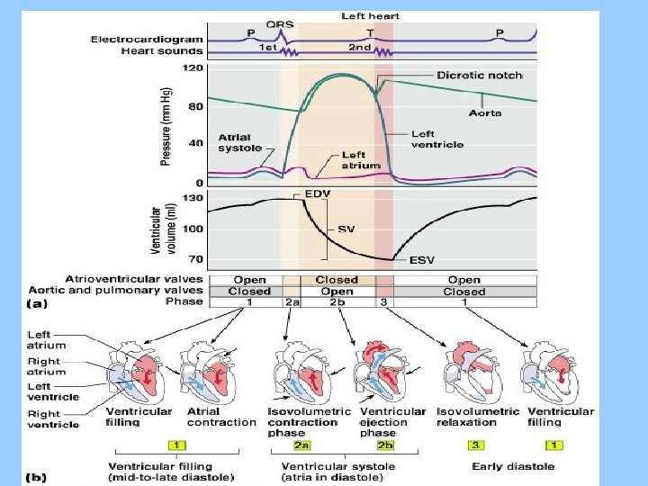 Heart Pump and Cardiac Cycle Faisal I Mohammed
