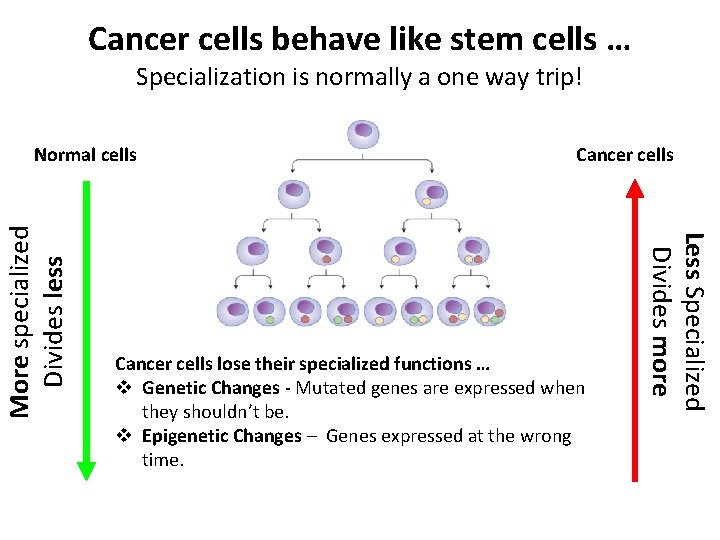CANCER MODULE Thank you Revati Masilamani CANCER MODULE