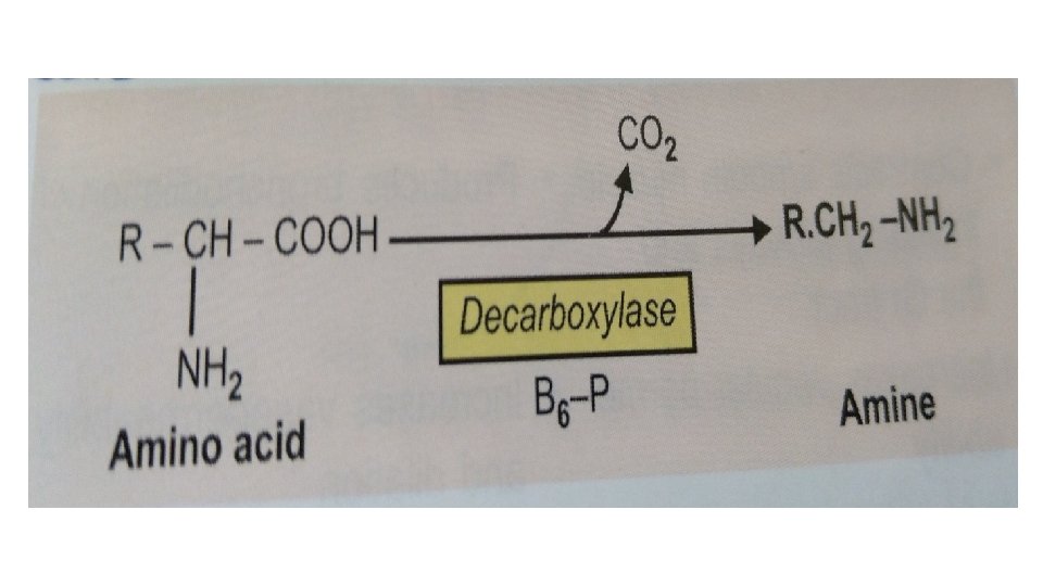 Metabolism of protein part III By Dr Afreen