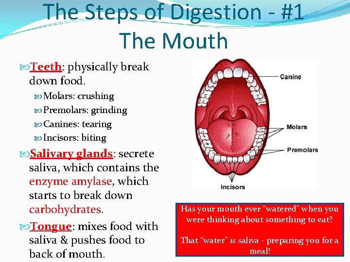 The Digestive System Introduction The digestive system is