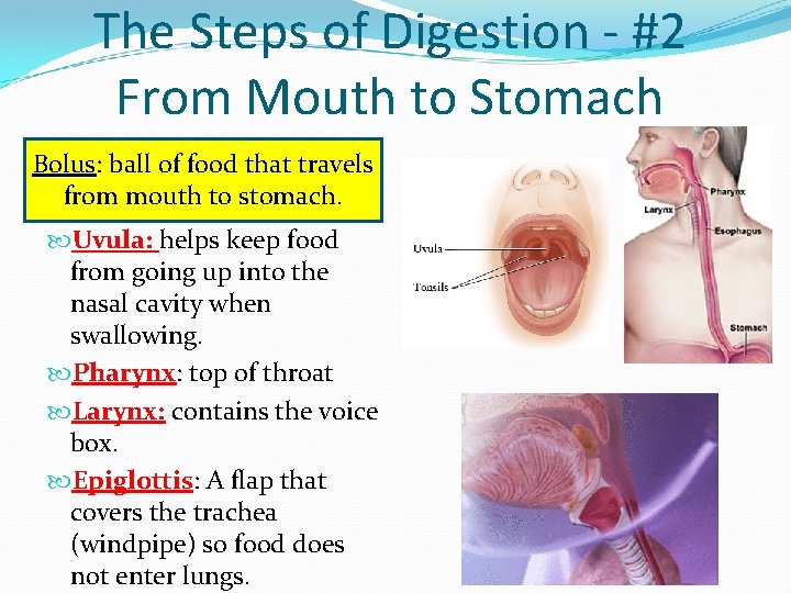 The Digestive System Introduction The digestive system is
