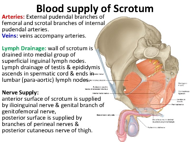 Urogenital Triangle External Genitalia Pelvis Perineum Unit Lecture