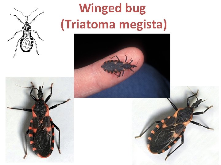 HAEMOFLAGELLATES Genus Leishmania Genus Trypanosoma Blood Flagellates ...