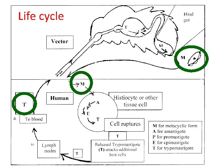 HAEMOFLAGELLATES Genus Leishmania Genus Trypanosoma Blood Flagellates ...