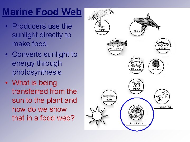 Energy Flow Through an Ecosystem Food Chains and