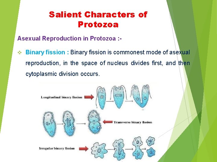 Salient Characters of Protozoa Dr AJIT KUMAR Department