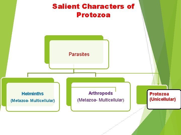 Salient Characters of Protozoa Dr AJIT KUMAR Department