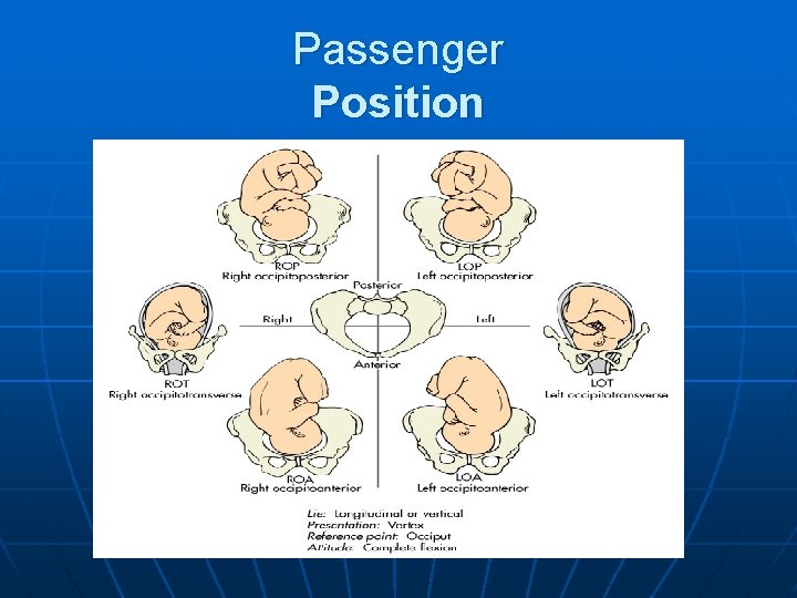 Intrapartum Physiology How the baby enters this world