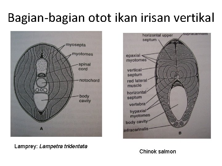 OTOT IKAN Muscles FISH MUSCULAR SYSTEM Otot membantu