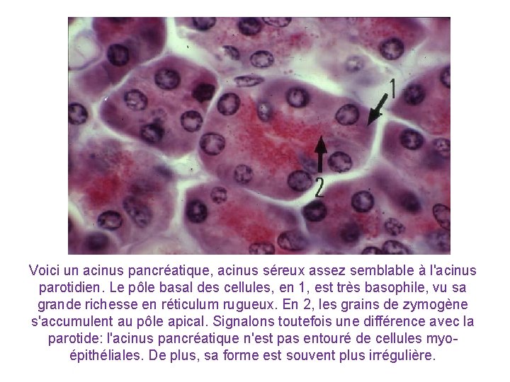 HISTOLOGIE DU TISSU PANCREATIQUE Dr DJAALAB H PANCREAS