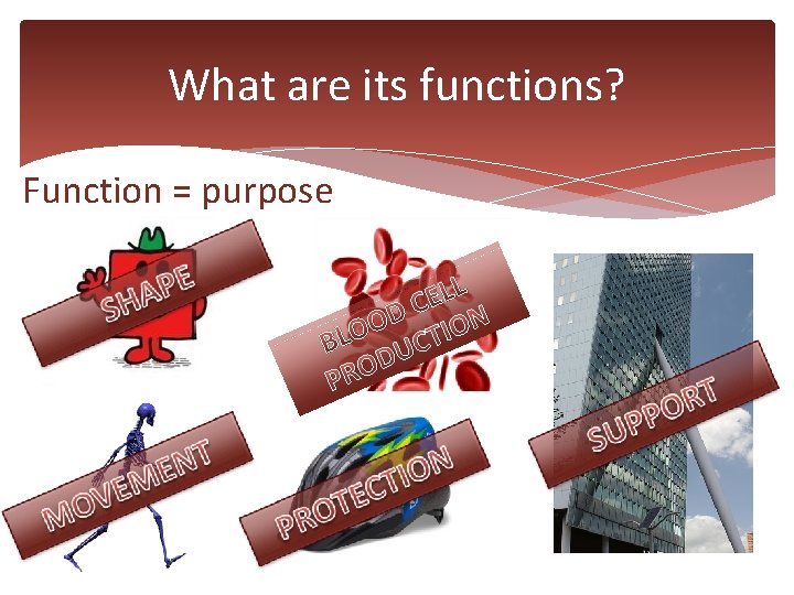 Bones Muscles and Joints The Skeleton Learning objectives
