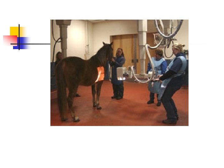 Large Animal Radiography Chapter 19 Radiology Introduction n