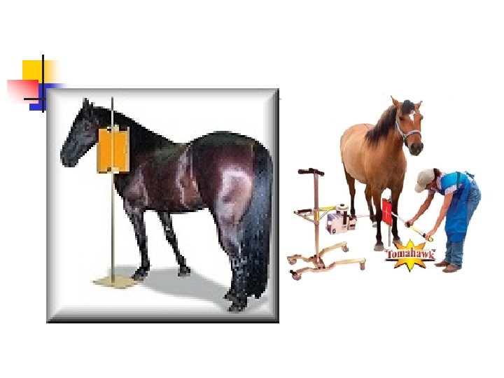 Large Animal Radiography Chapter 19 Radiology Introduction n