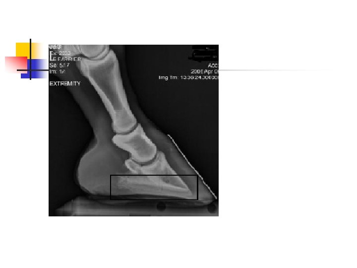 Large Animal Radiography Chapter 19 Radiology Introduction n