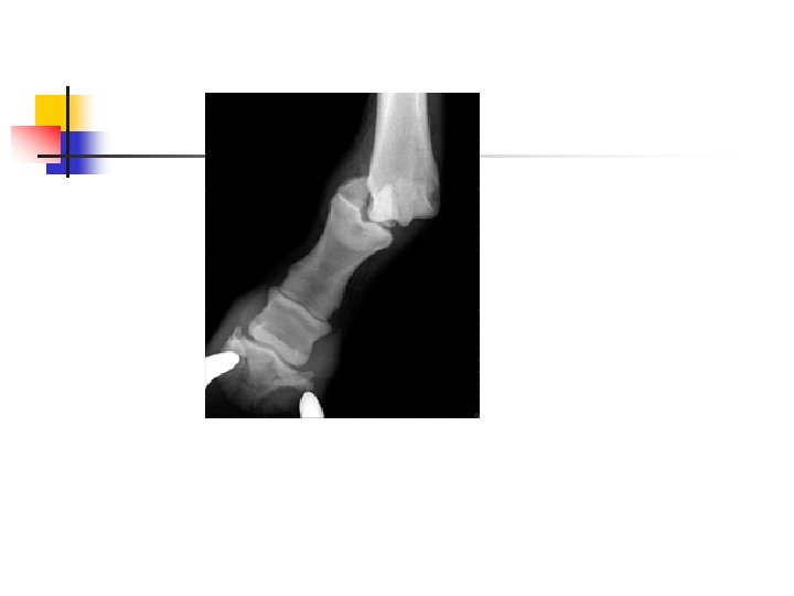 Large Animal Radiography Chapter 19 Radiology Introduction n