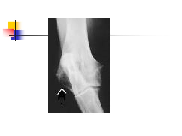 Large Animal Radiography Chapter 19 Radiology Introduction n