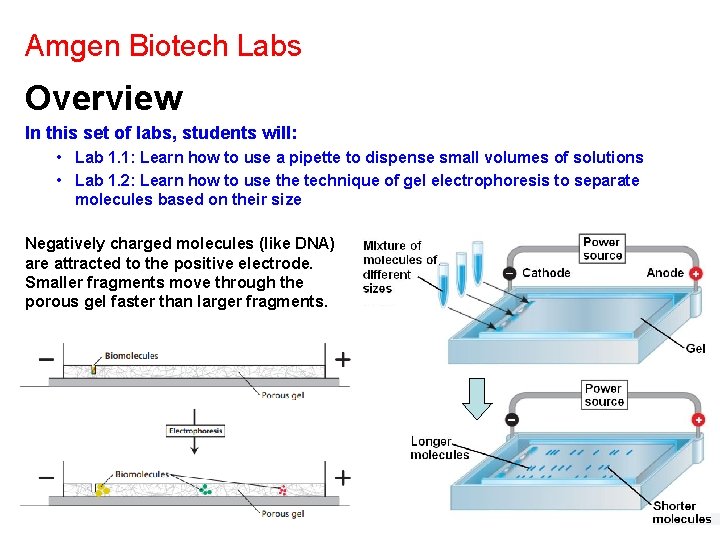 Amgen Biotech Labs Overview In this set of