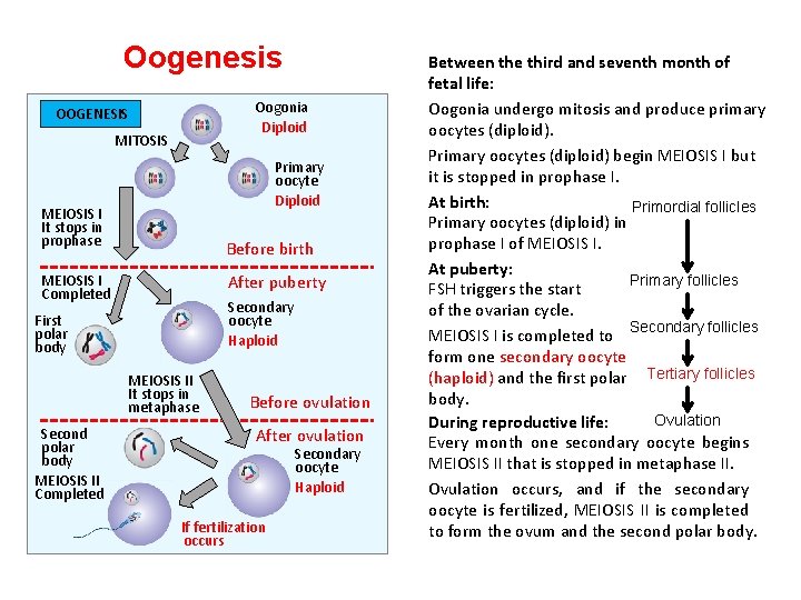 Lesson 12 Early Development Oogenesis Oogonia Diploid OOGENESIS