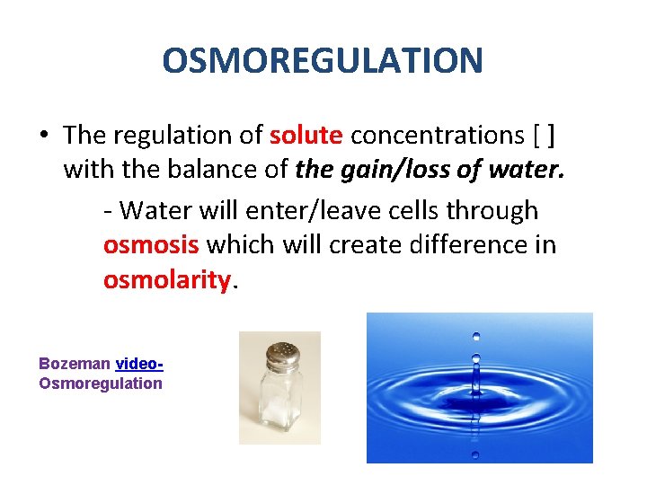 Chapter 44 Osmoregulation and Excretion OSMOREGULATION The regulation