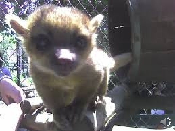 Kinkajou By Idannys Suarez Part One Classification Kingdom