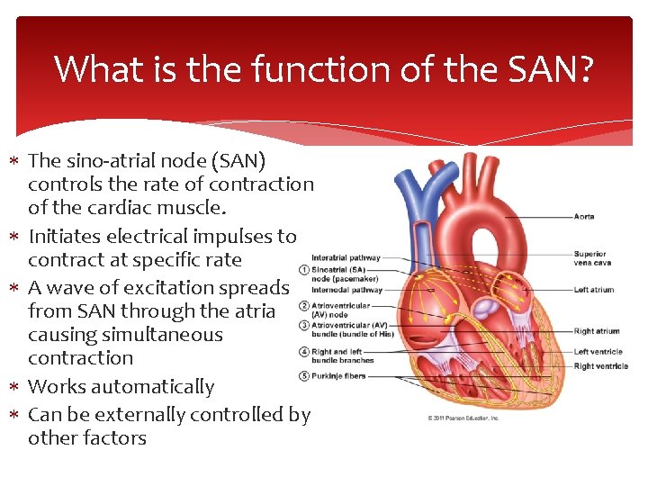 Higher Human Biology Unit 2 Physiology and Health