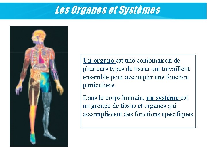Les Organes et Systmes Un organe est une