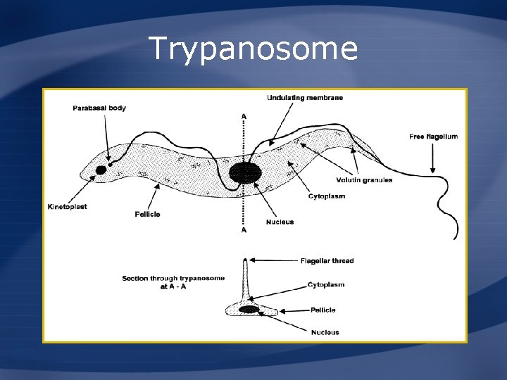 Dourine Overview Organism History Epidemiology Transmission Disease in
